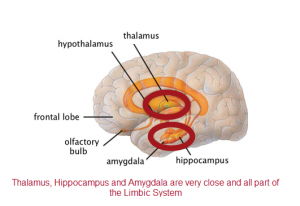 Brain Morphometry Separates Bipolar vs Unipolar - Gateway Psychiatric