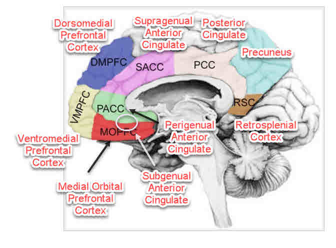 Anterior Cingulate Cortex